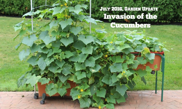 Invasion of the Cucumbers