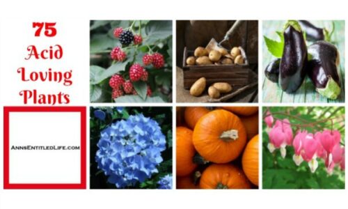 75 Acid Loving Plants