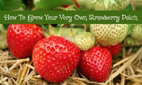 How To Grow Your Very Own Strawberry Patch