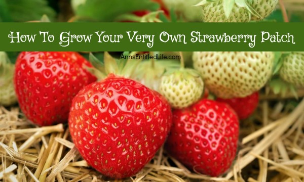 How To Grow Your Very Own Strawberry Patch