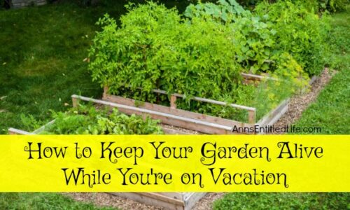How to Keep Your Garden Alive While You Are on Vacation