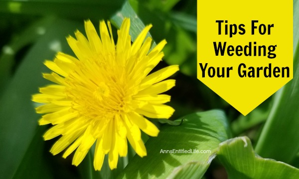 Tips For Weeding Your Garden
