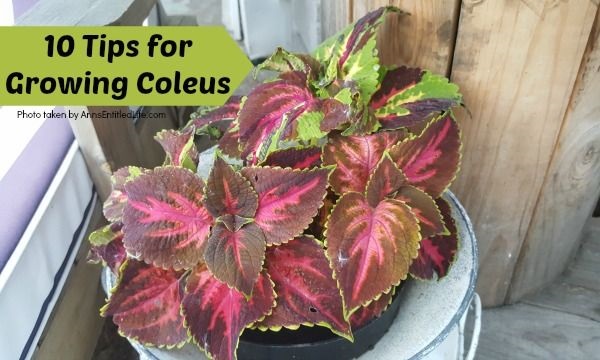 10 Tips for Growing Coleus