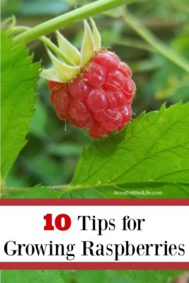 10 Tips for Growing Raspberries
