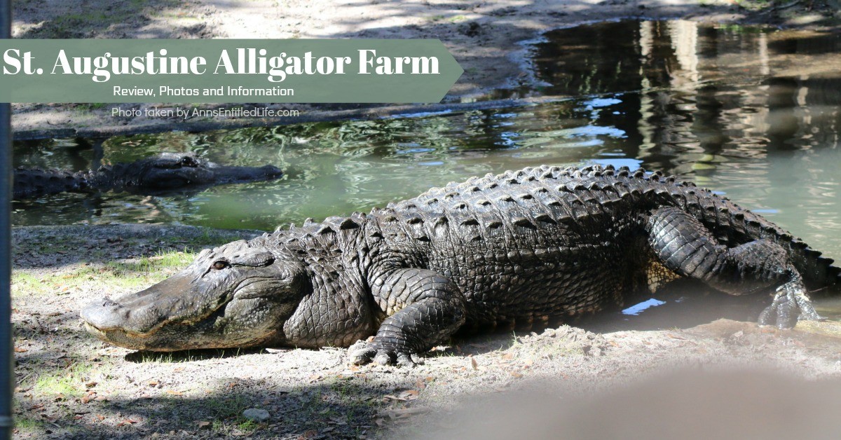 St. Augustine Alligator Farm
