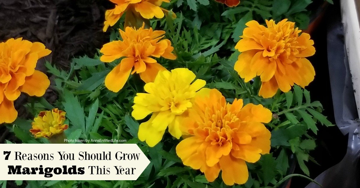 Marigold Flowers: 7 Reasons You Should Grow Marigolds This Year Marigold Flowers: 7 Reasons You Should Grow Marigolds This Year