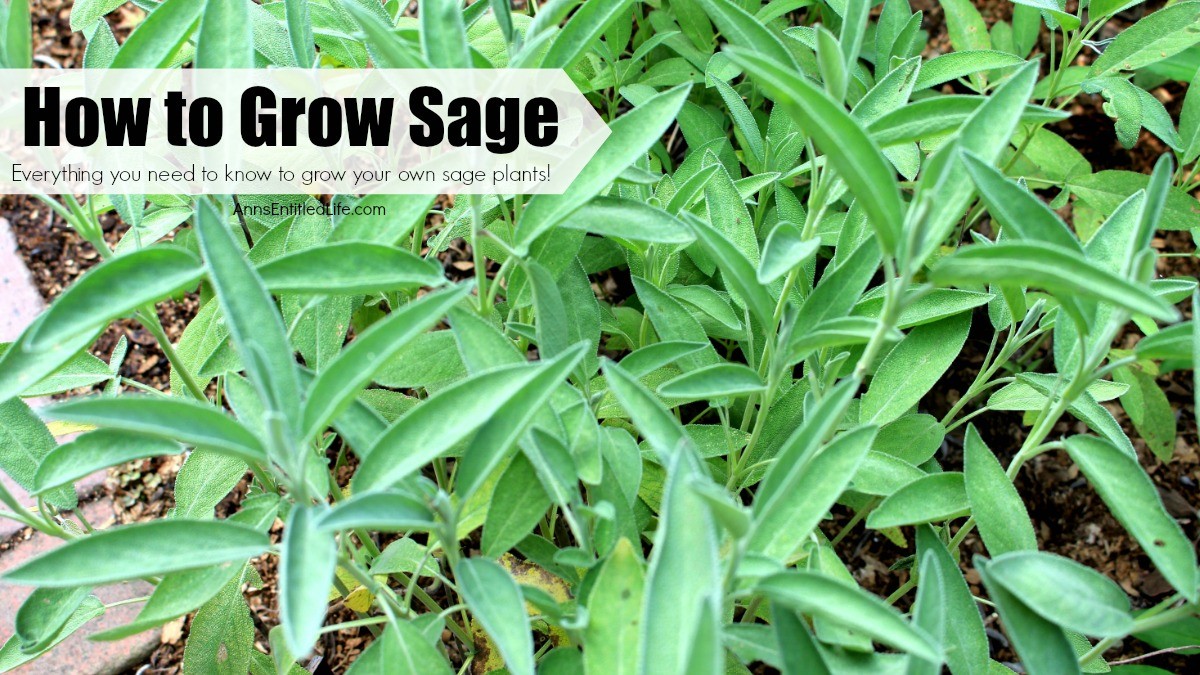 How to Grow Sage | Ann's Entitled Life
