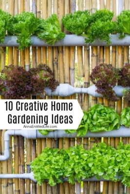 10 Creative Home Gardening Ideas