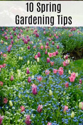 10 Spring Gardening Tips